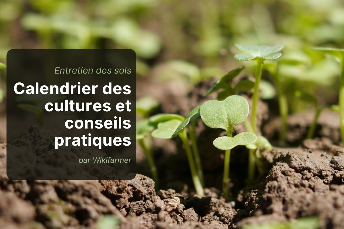 Entretien du sol en octobre : reconstruire votre champ après la récolte ...